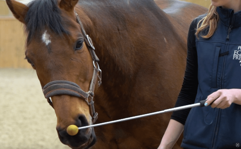 Animal Training Courses | Animal Behaviour Training Courses | The NAC