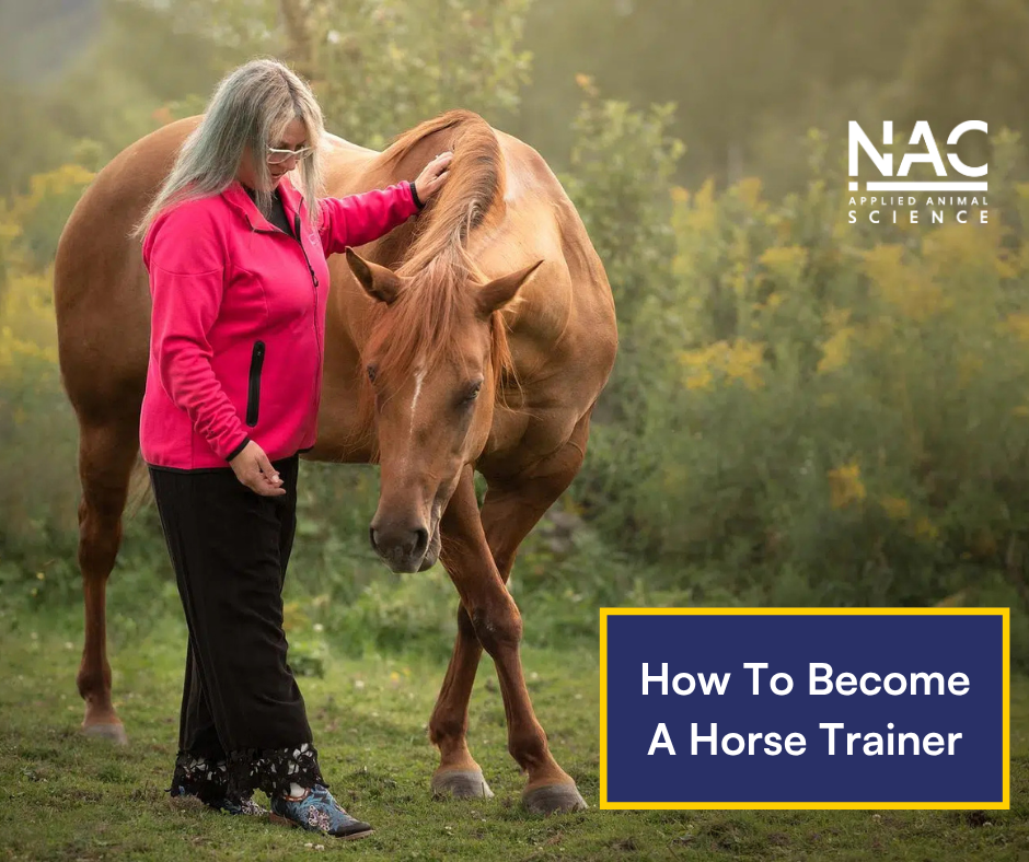 How to Become a Horse Trainer | The NAC
