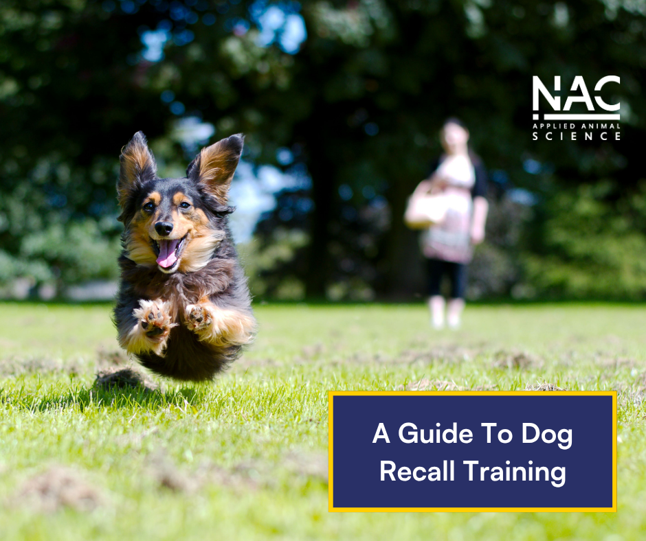 Dog Recall Training [Guide] | The NAC