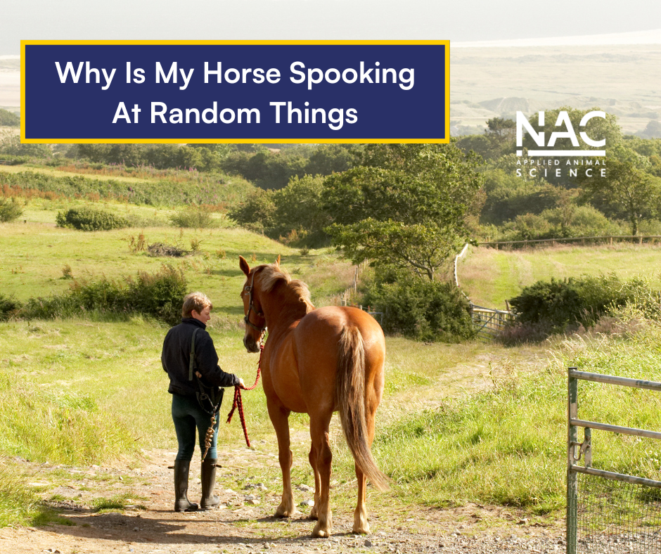 Why Is My Horse Spooking at Random Things? - The NAC